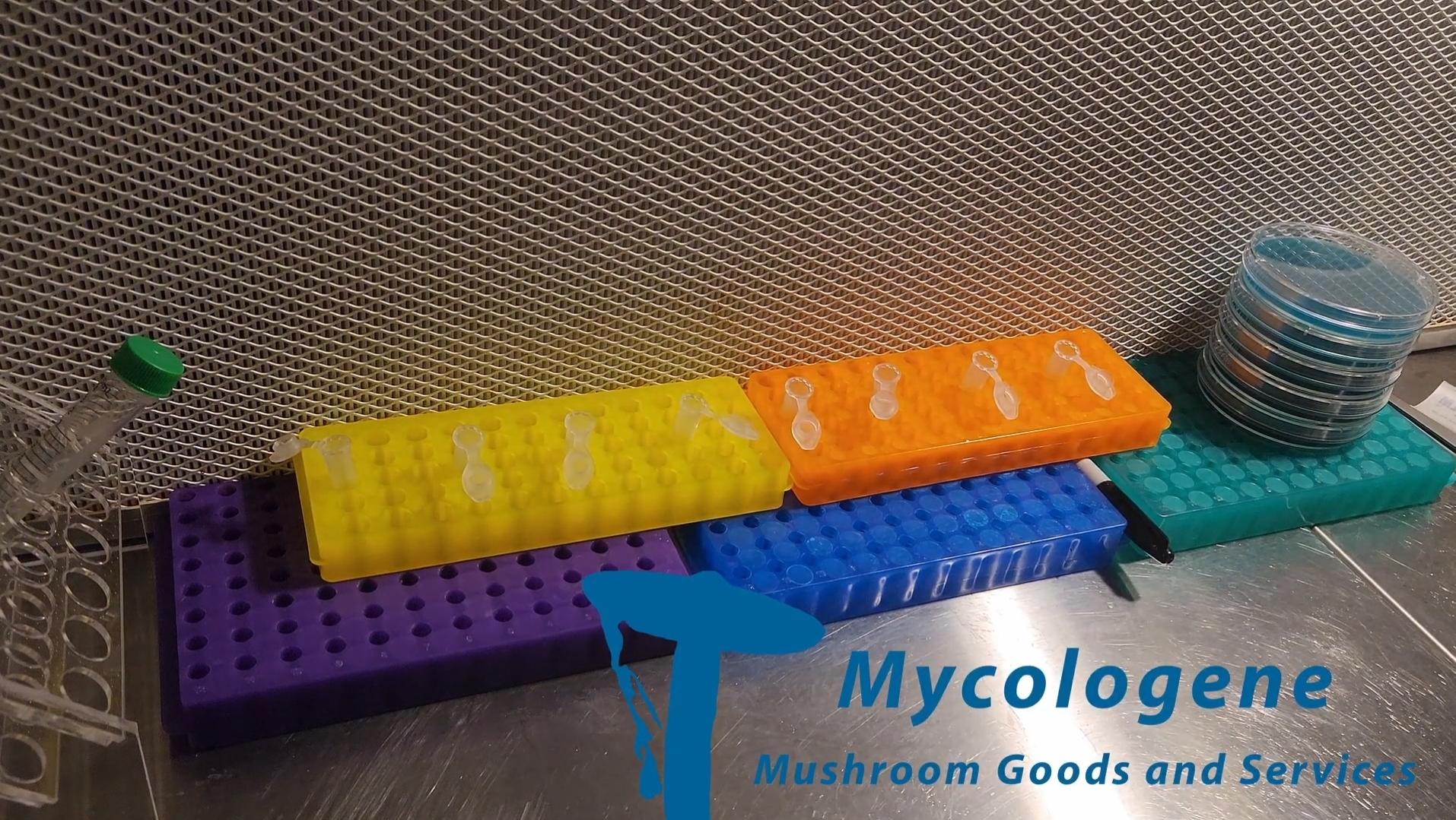 Serial Dilution Kit - Mycologene